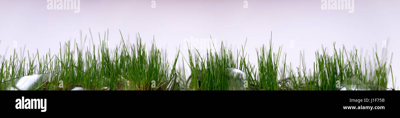 green grass - broken glass Stock Photo - Alamy
