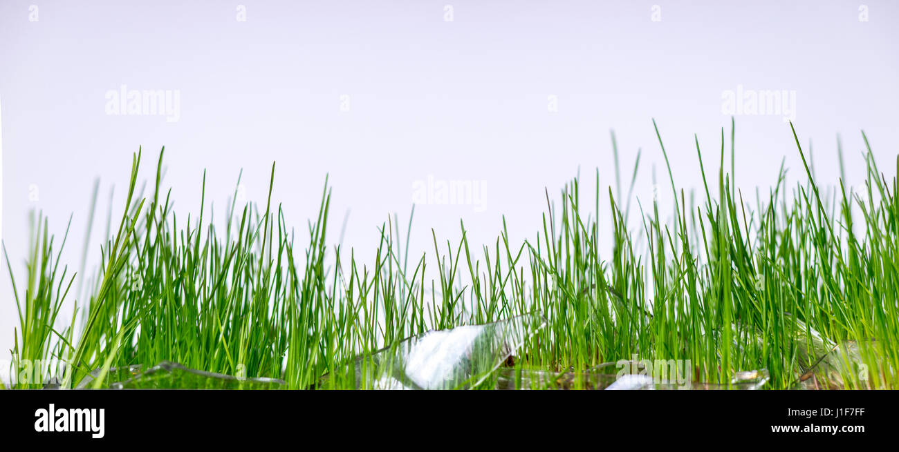 Broken Ecosystem High Resolution Stock Photography and Images - Alamy