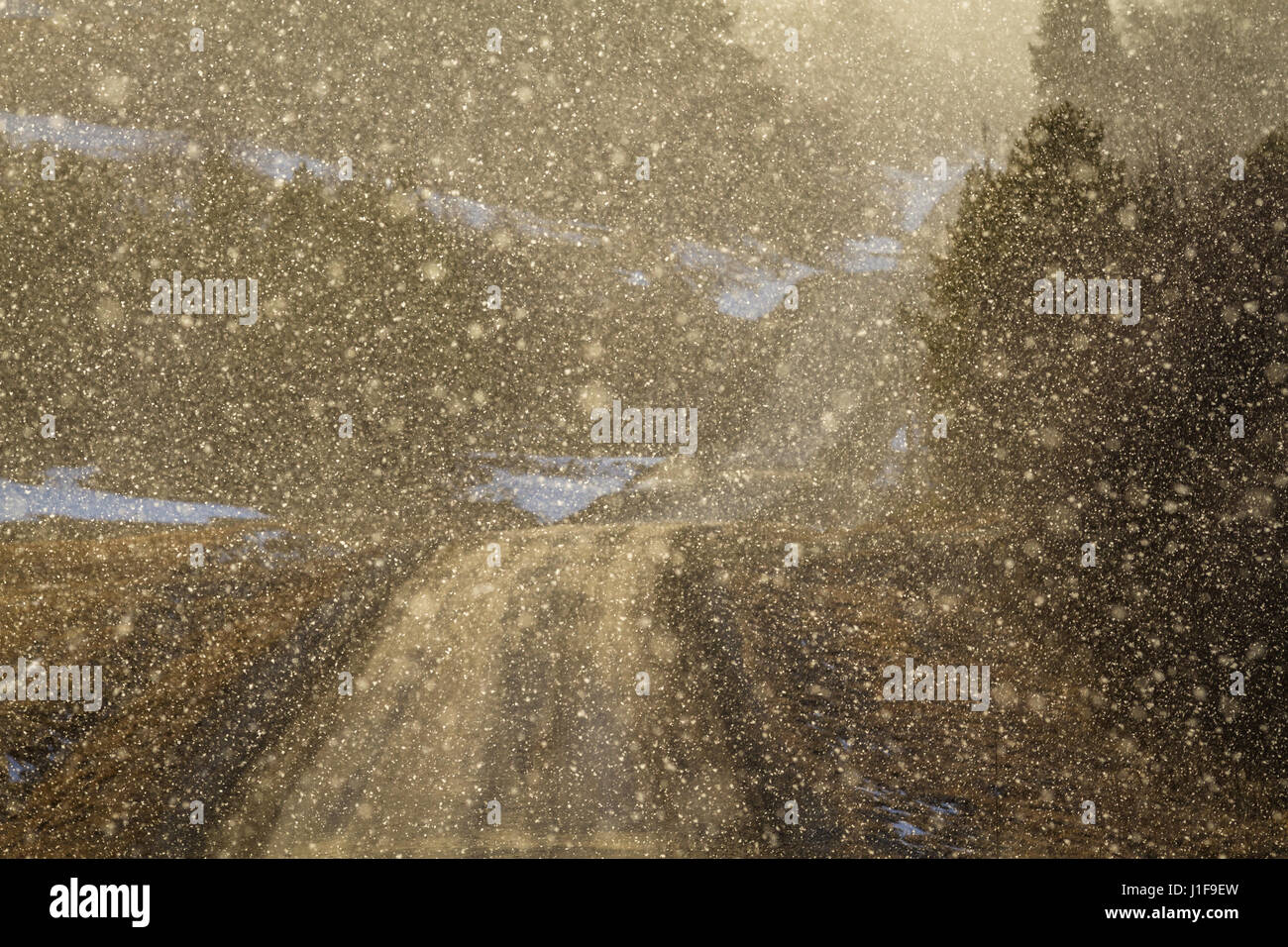 Light shines through snowy weather on a curved country road, backlit ...