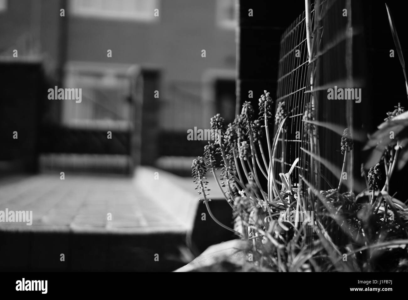 growing wild in black and white Stock Photo - Alamy