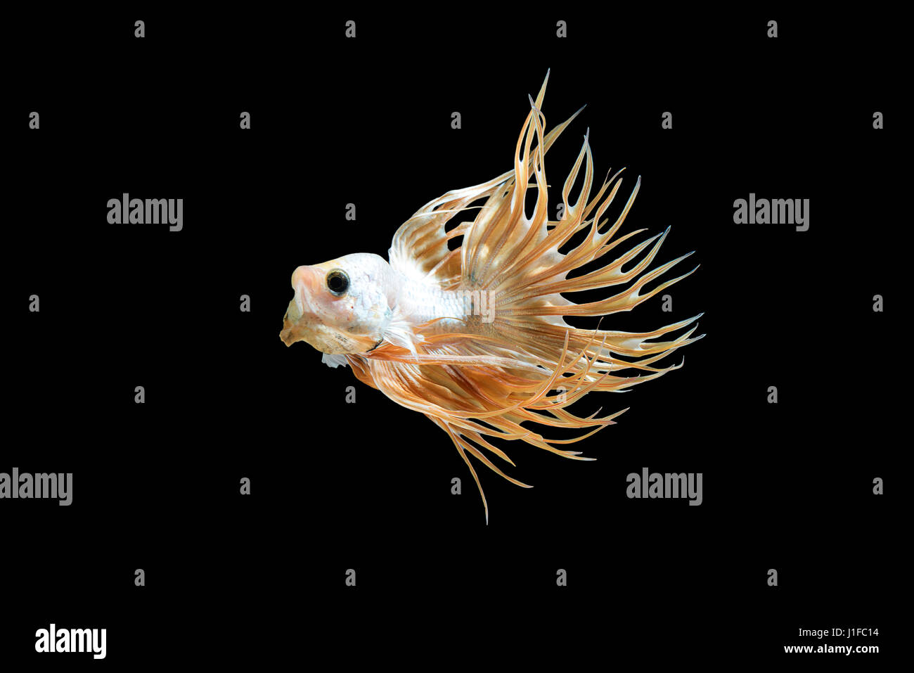 Plakat betta hi-res stock photography and images - Alamy