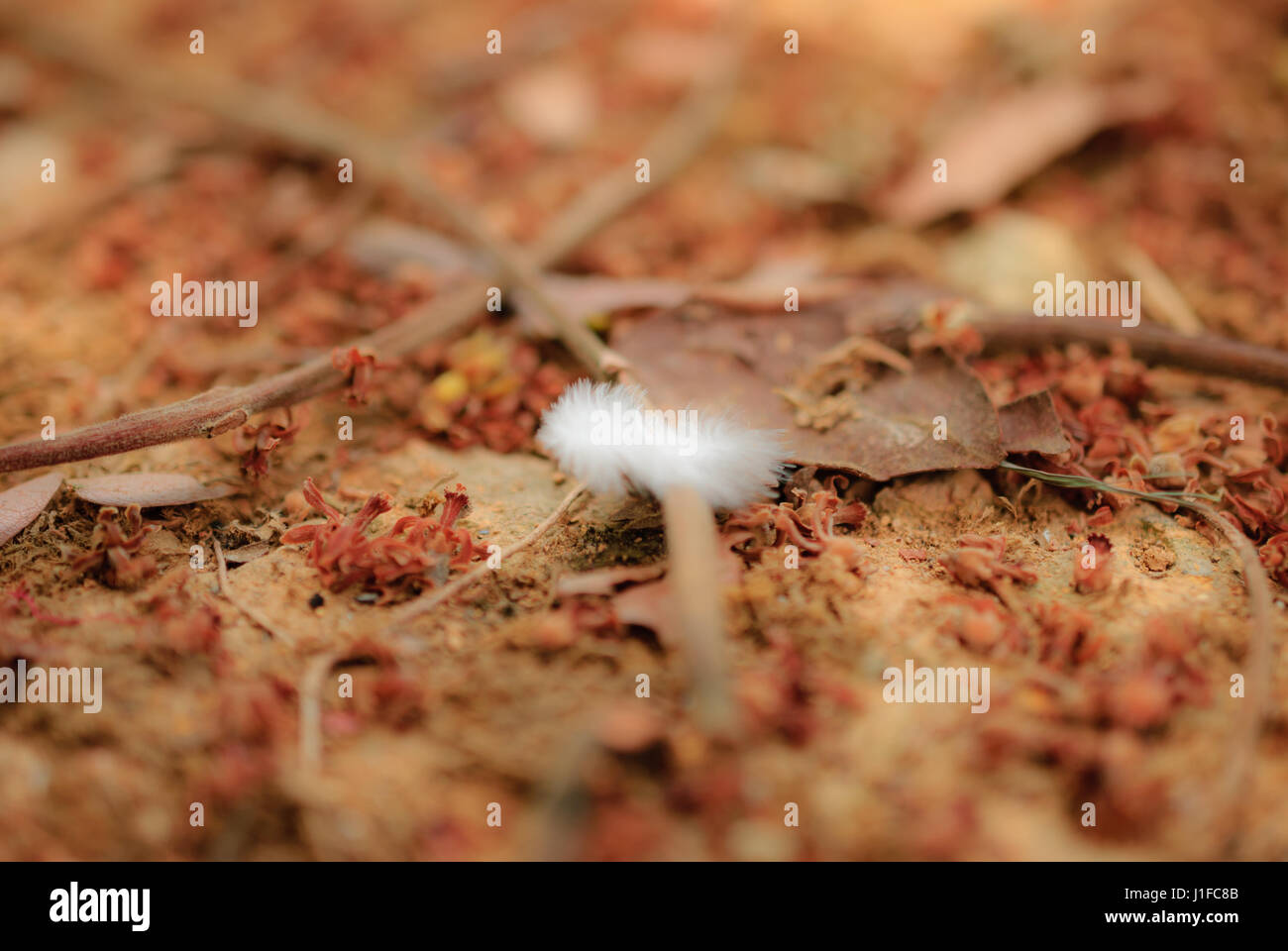 Foreground object hi-res stock photography and images - Alamy