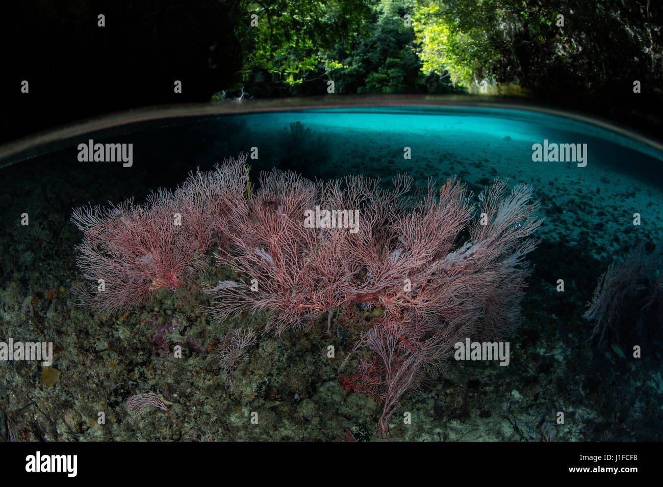Gorgonians grow in a shallow channel leading to a marine lake in the ...