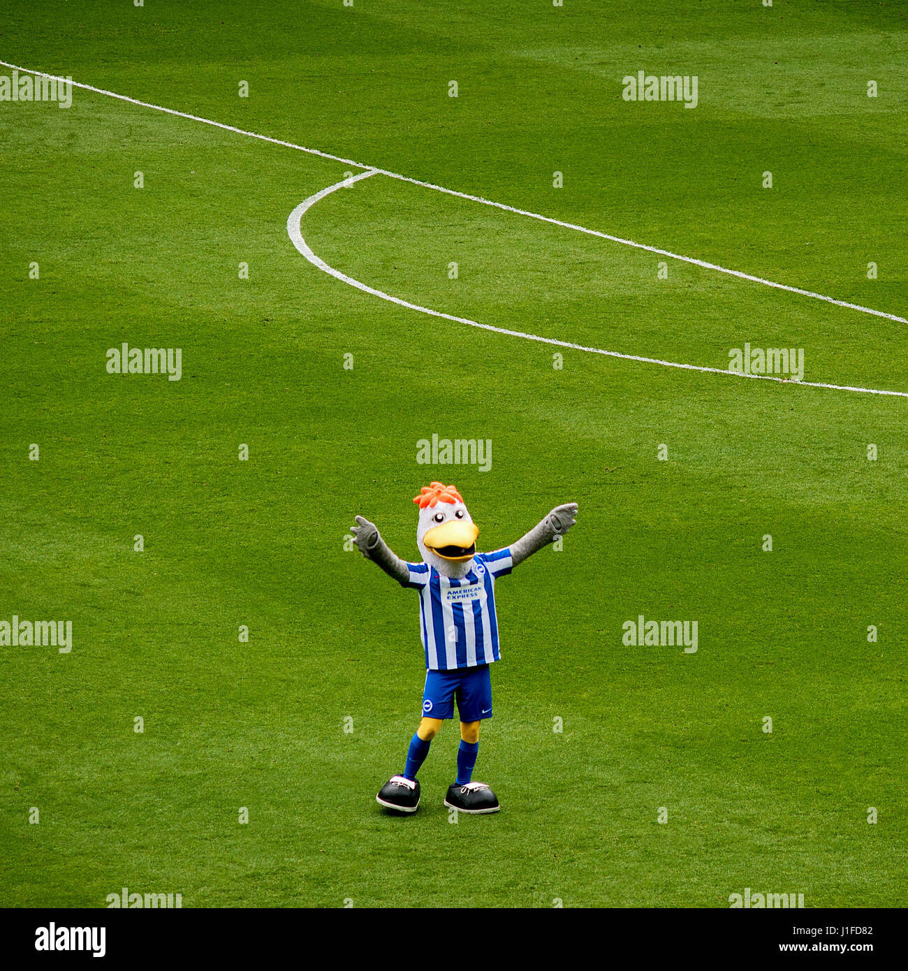 Brighton hove albion football supporters hi-res stock photography and ...
