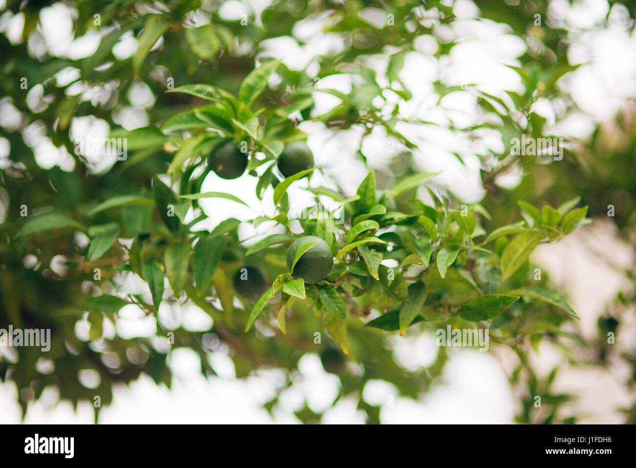 Green fruits of mandarin on the branches of a tree Stock Photo - Alamy
