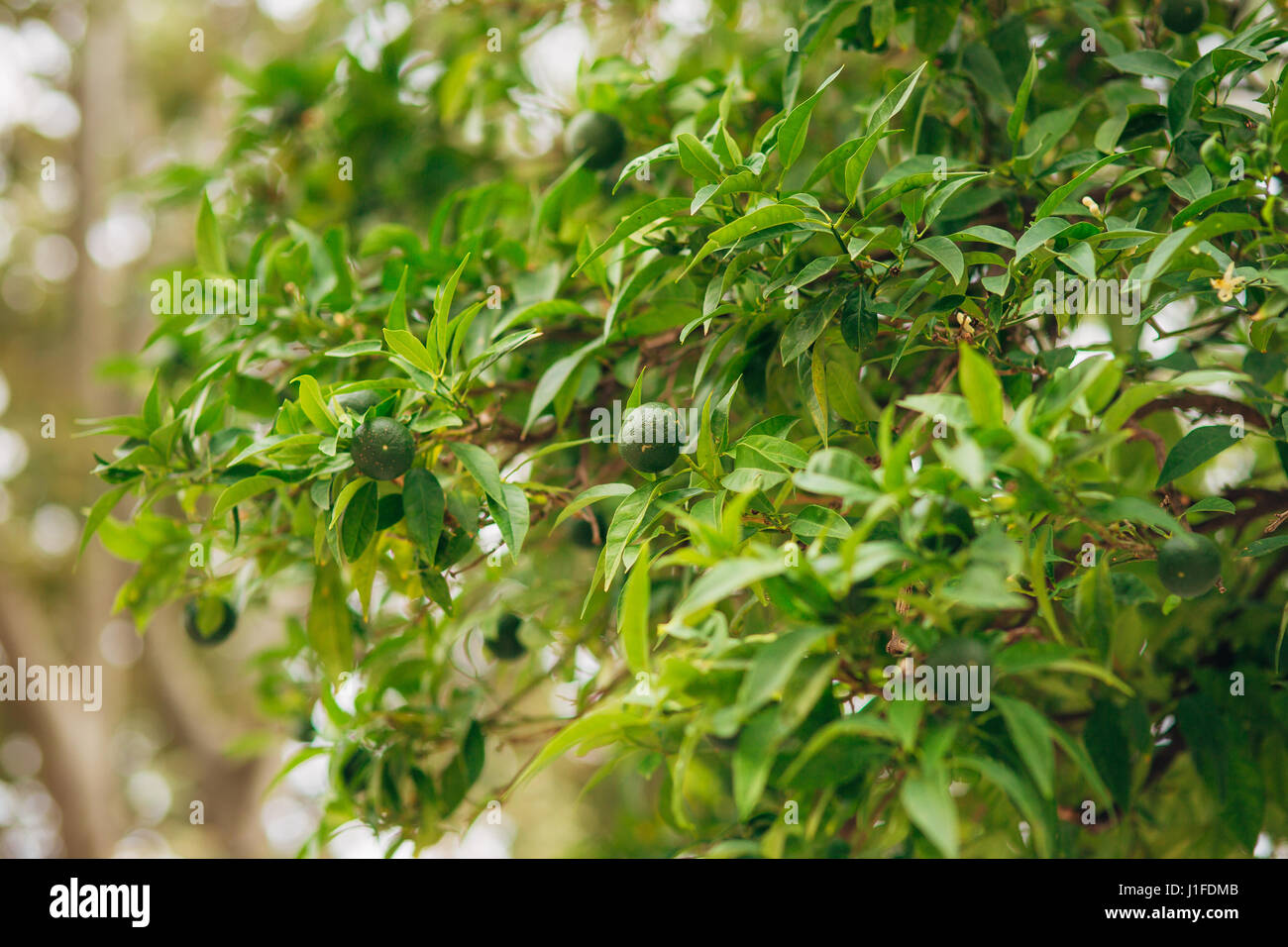 Green fruits of mandarin on the branches of a tree Stock Photo - Alamy