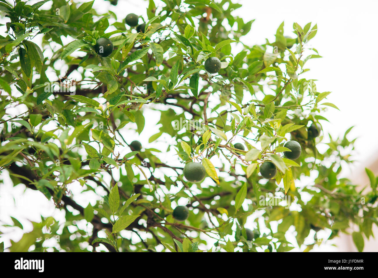Tangerine branches fruits white hi-res stock photography and images - Alamy