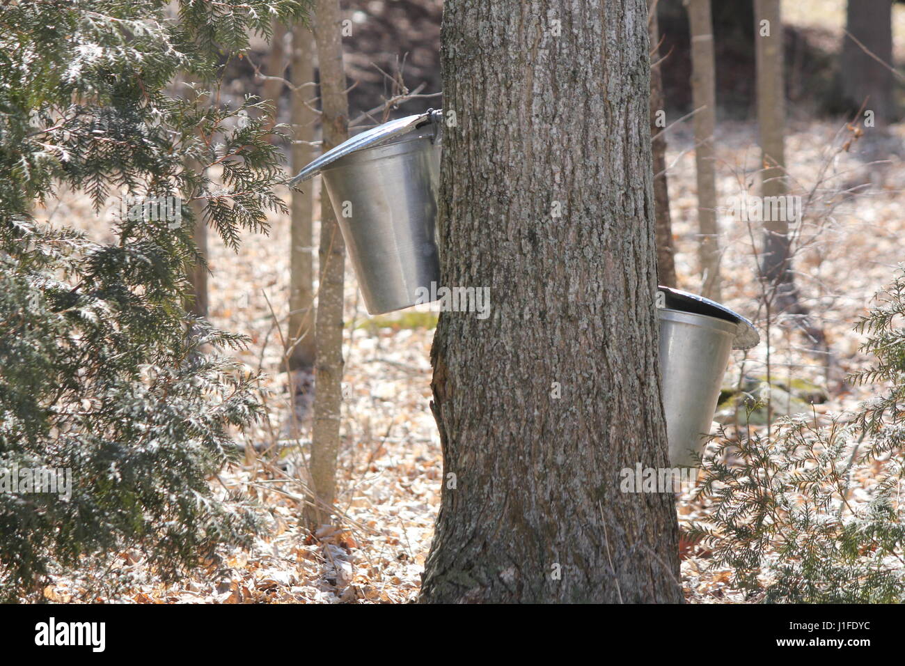 Sap collection pail hi-res stock photography and images - Alamy