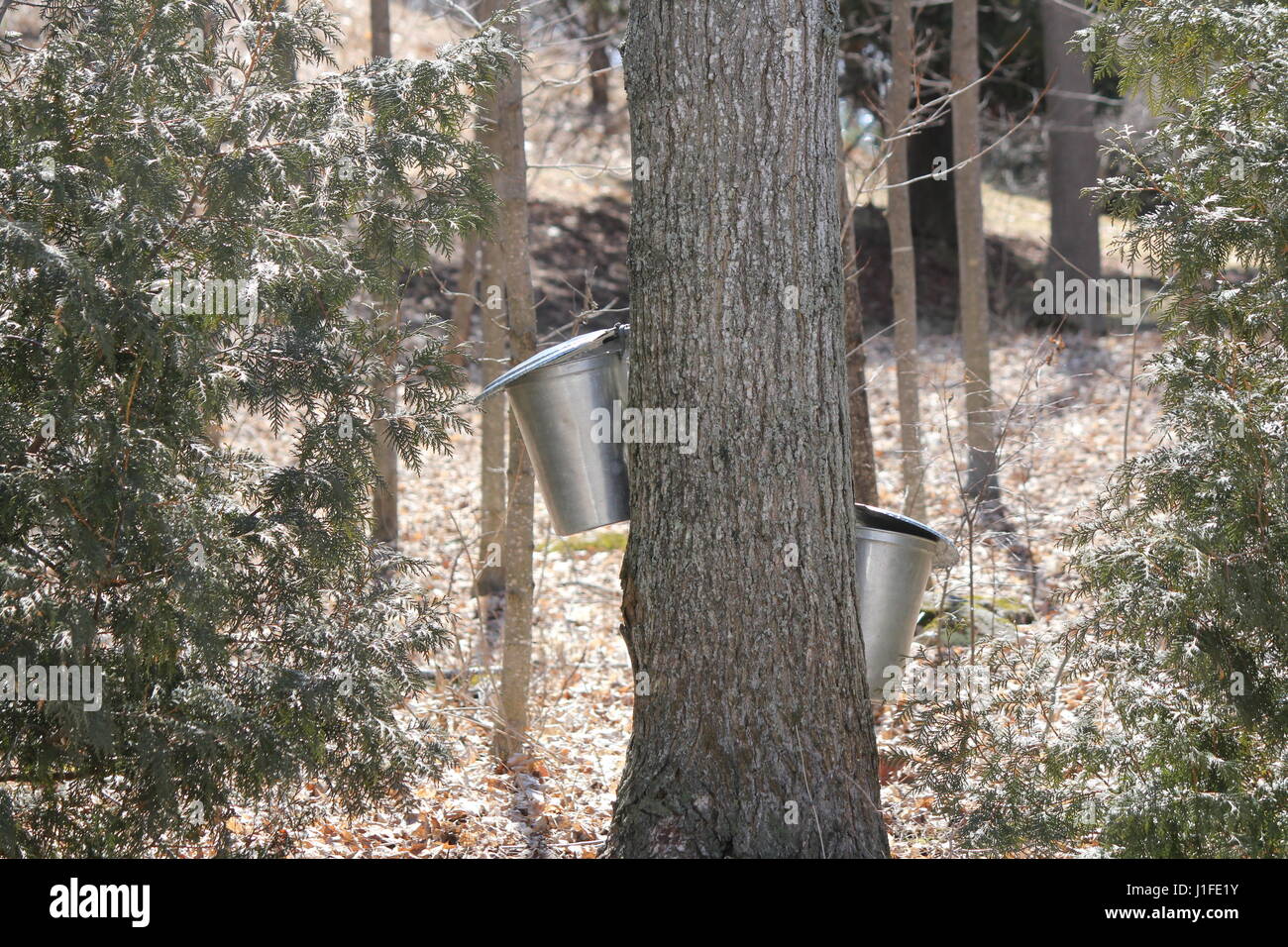 Metal sap bucket attached to a maple tree to catch sap drippings for ...