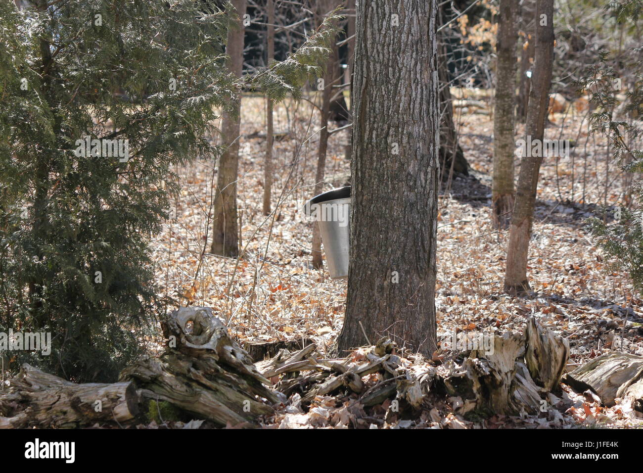 Metal sap bucket attached to a maple tree to catch sap drippings for ...