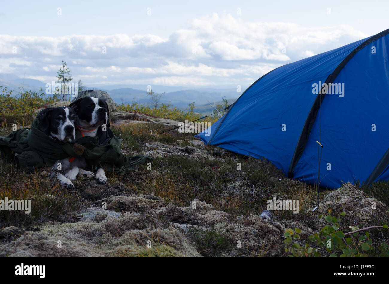 Two english pointers resting in front of blue tent in nordic mountain ...