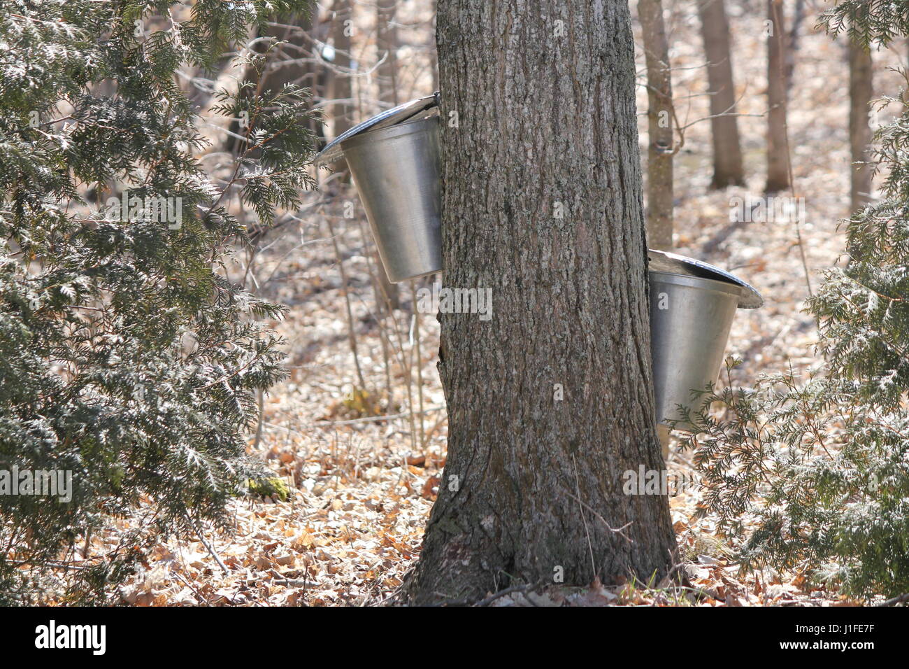 Metal sap bucket attached to a maple tree to catch sap drippings for ...