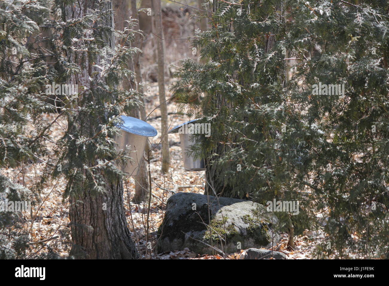 Metal sap bucket attached to a maple tree to catch sap drippings for ...