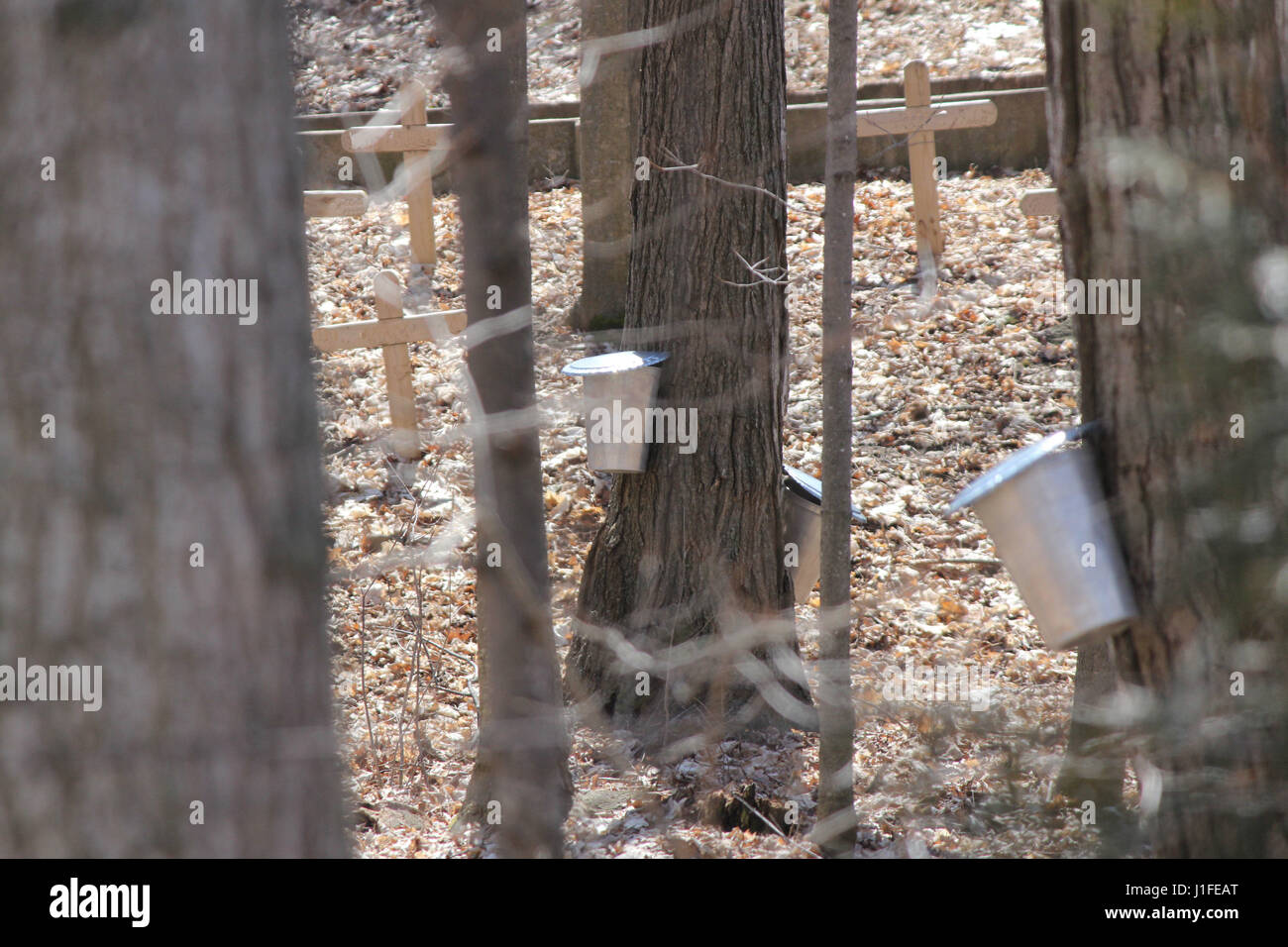 Metal sap bucket attached to a maple tree to catch sap drippings for ...