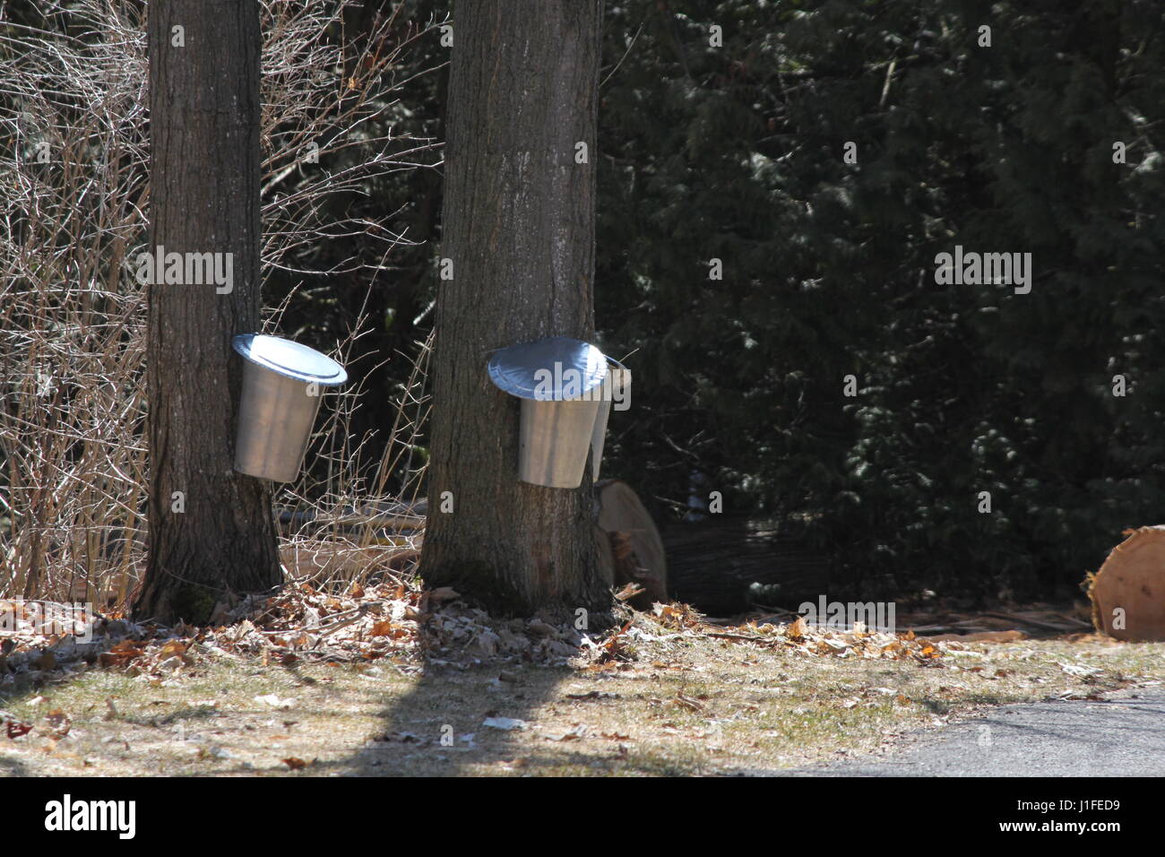 Metal sap bucket attached to a maple tree to catch sap drippings for ...