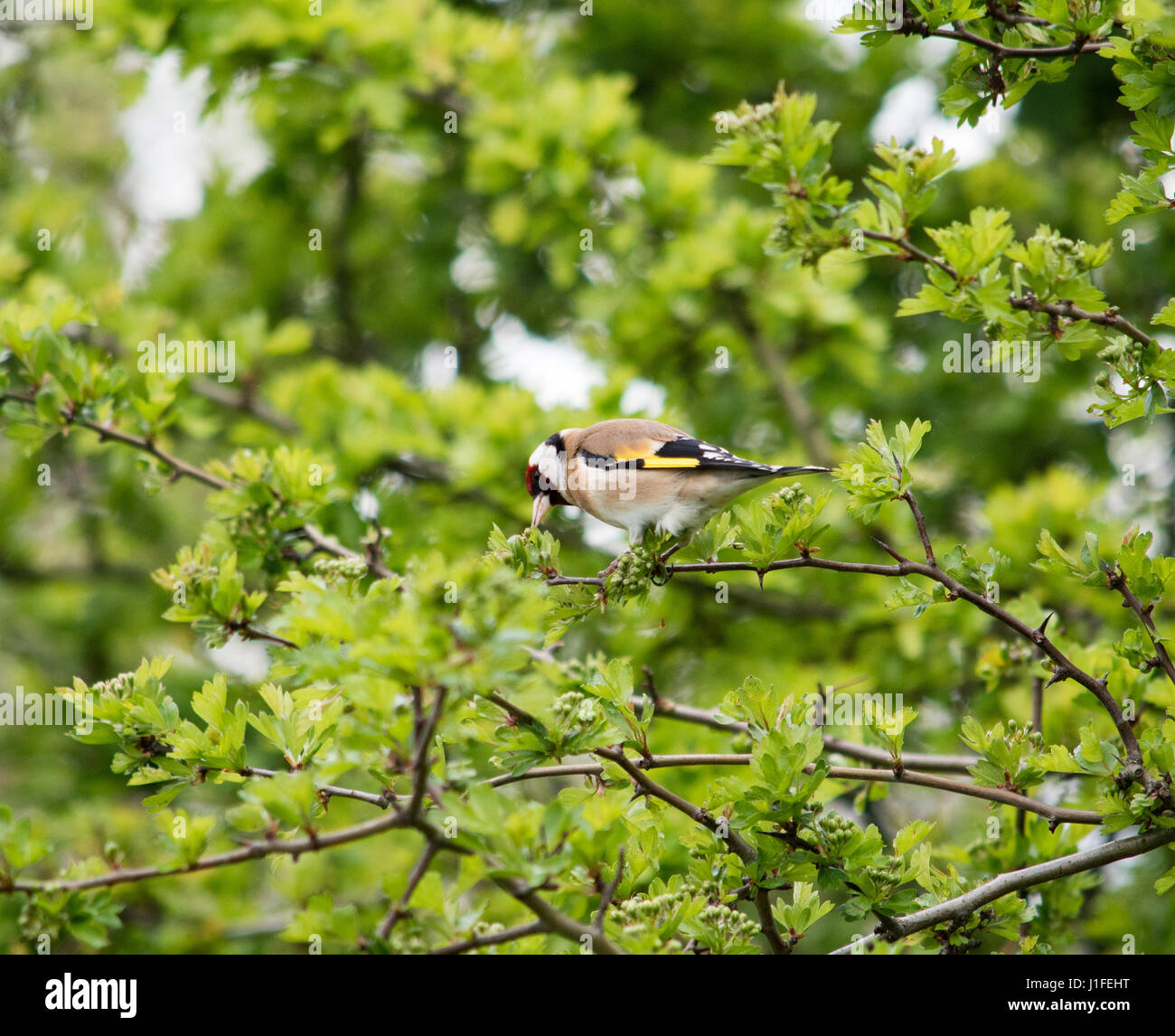 Goldfinch Nature High Resolution Stock Photography and Images - Alamy