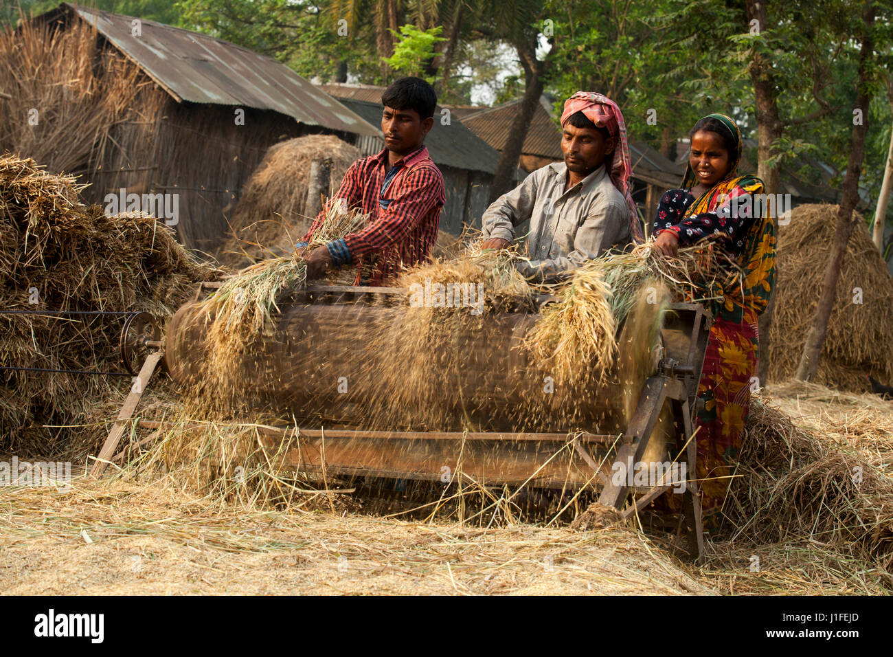 Women threshing rice hi-res stock photography and images - Alamy