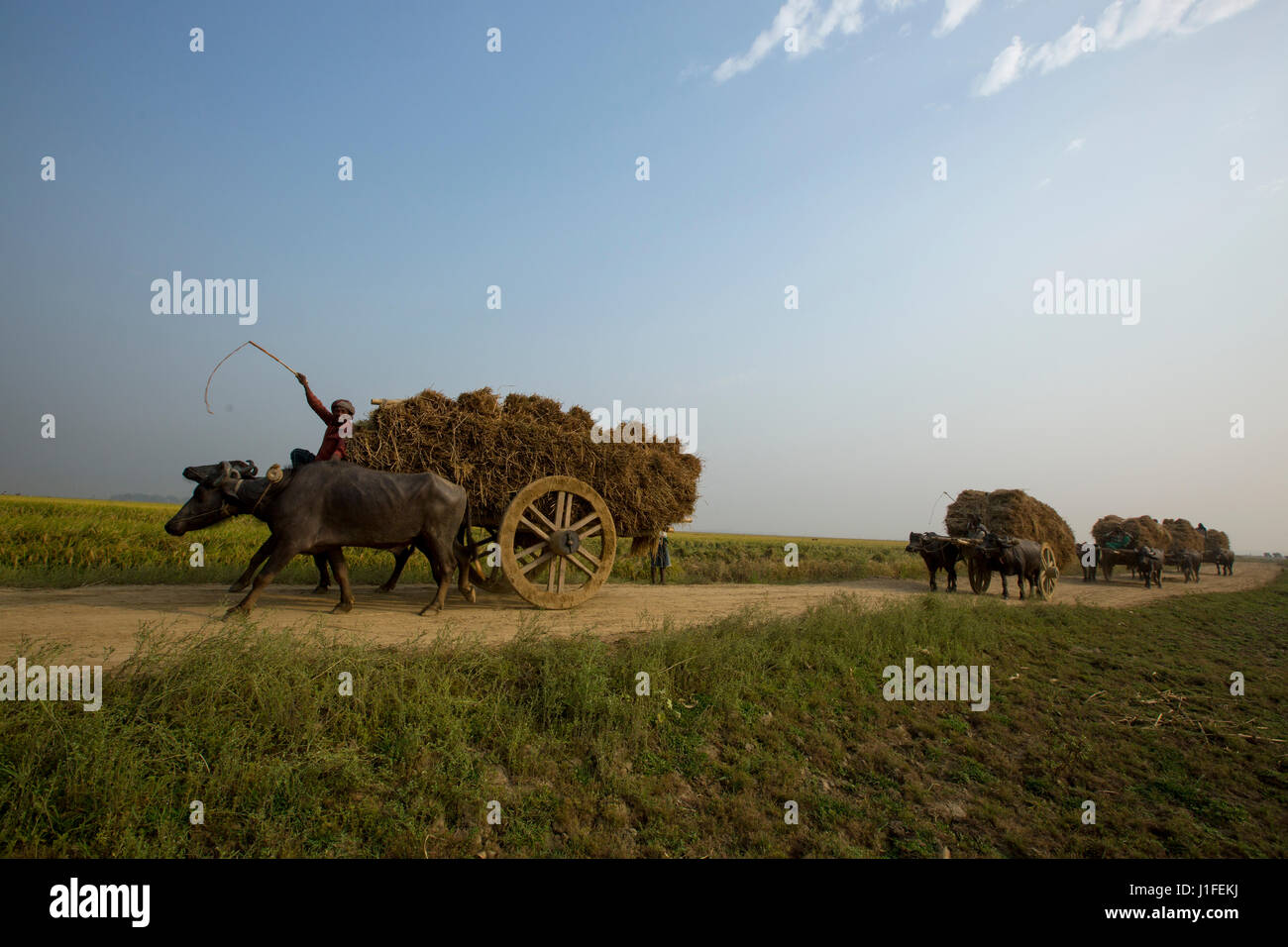 Buffalo carts carry bundle of paddy stalks at Chalanbeel. Natore ...