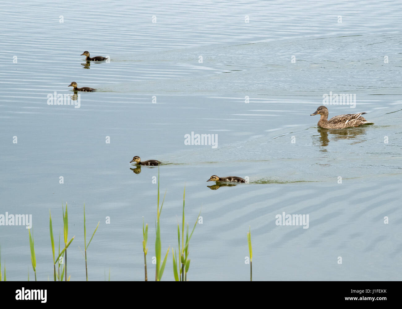 Female Mallard Duck with young chicks Stock Photo - Alamy
