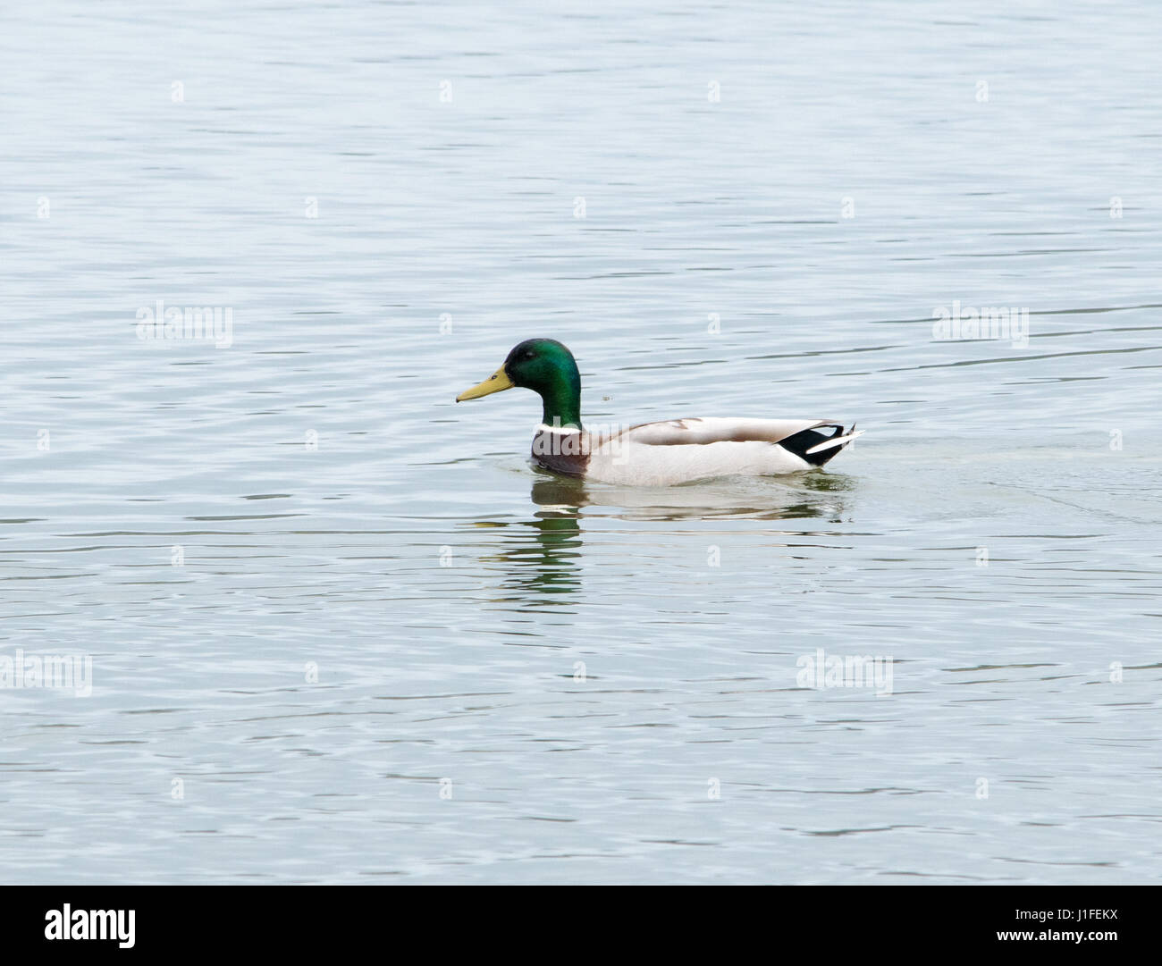 Flying mallard lake uk hi-res stock photography and images - Alamy