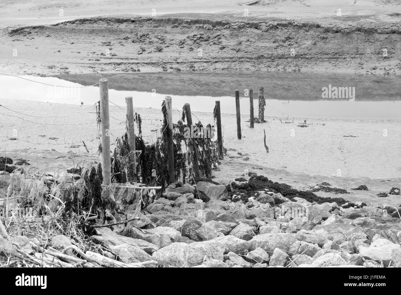 Bank of seaweed Black and White Stock Photos & Images - Alamy