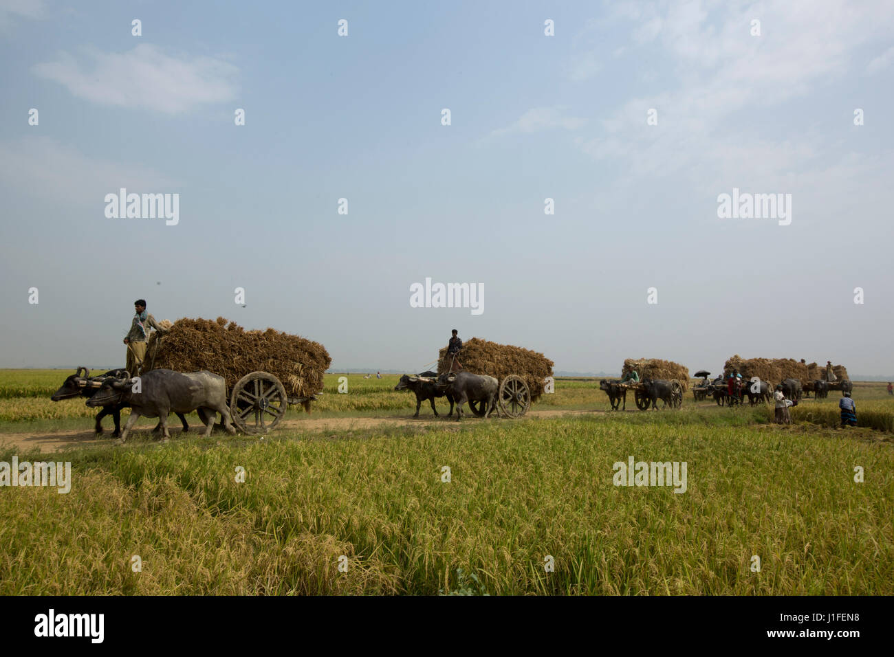 Buffalo carts carry bundle of paddy stalks at Chalanbeel. Natore ...