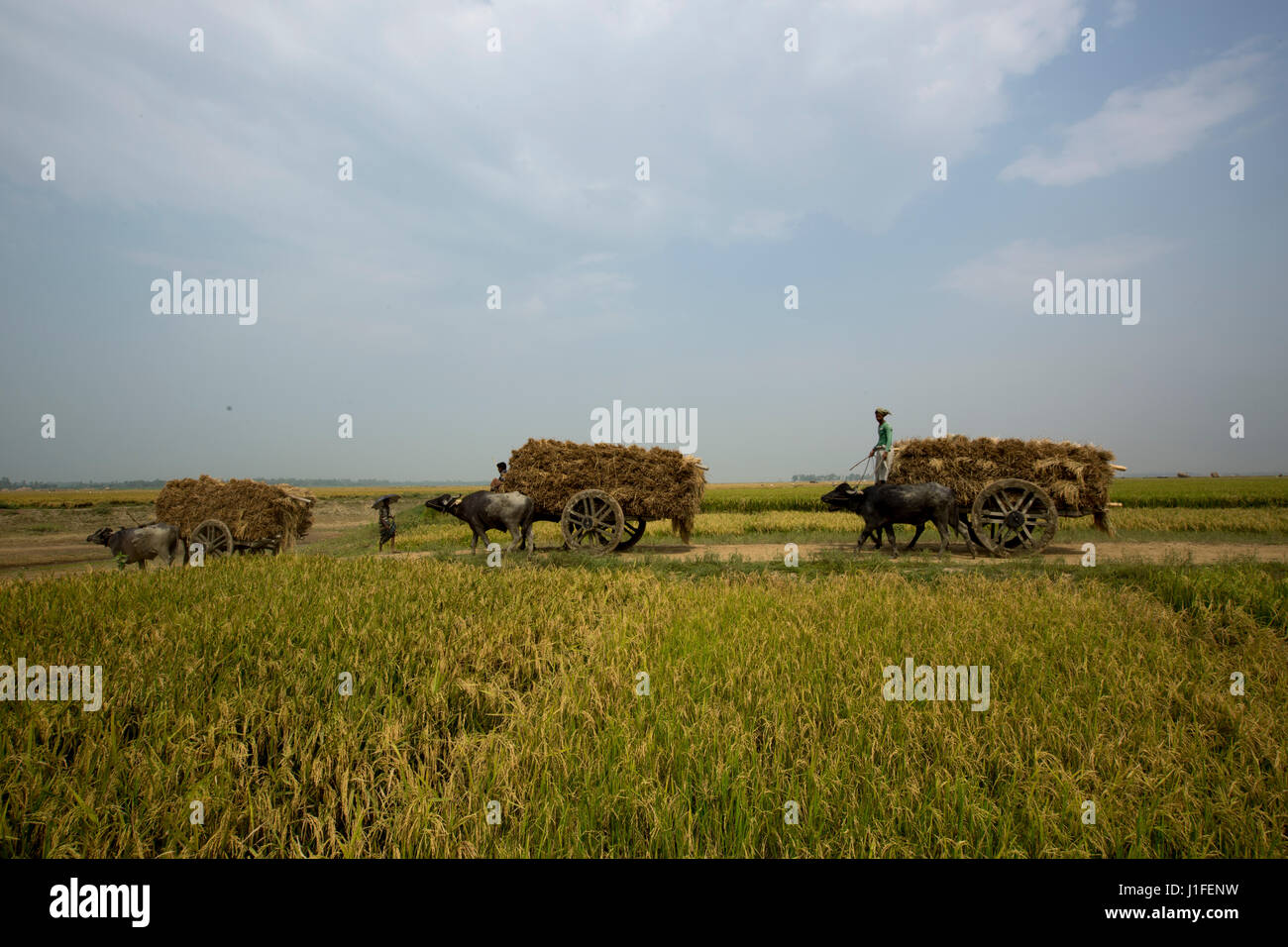 Buffalo carts carry bundle of paddy stalks at Chalanbeel. Natore ...