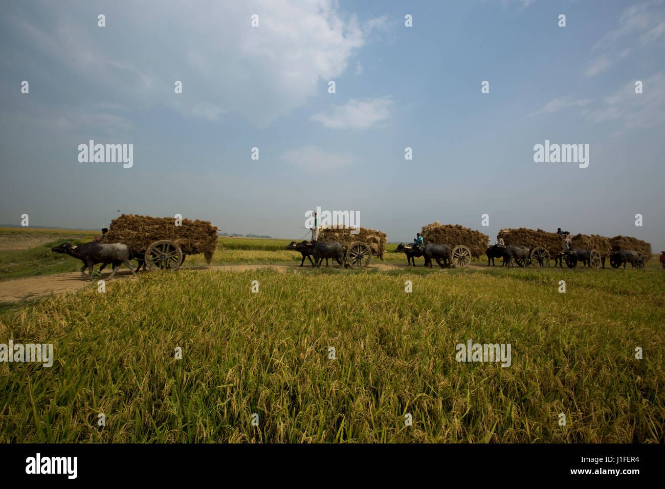 Buffalo carts carry bundle of paddy stalks at Chalanbeel. Natore ...
