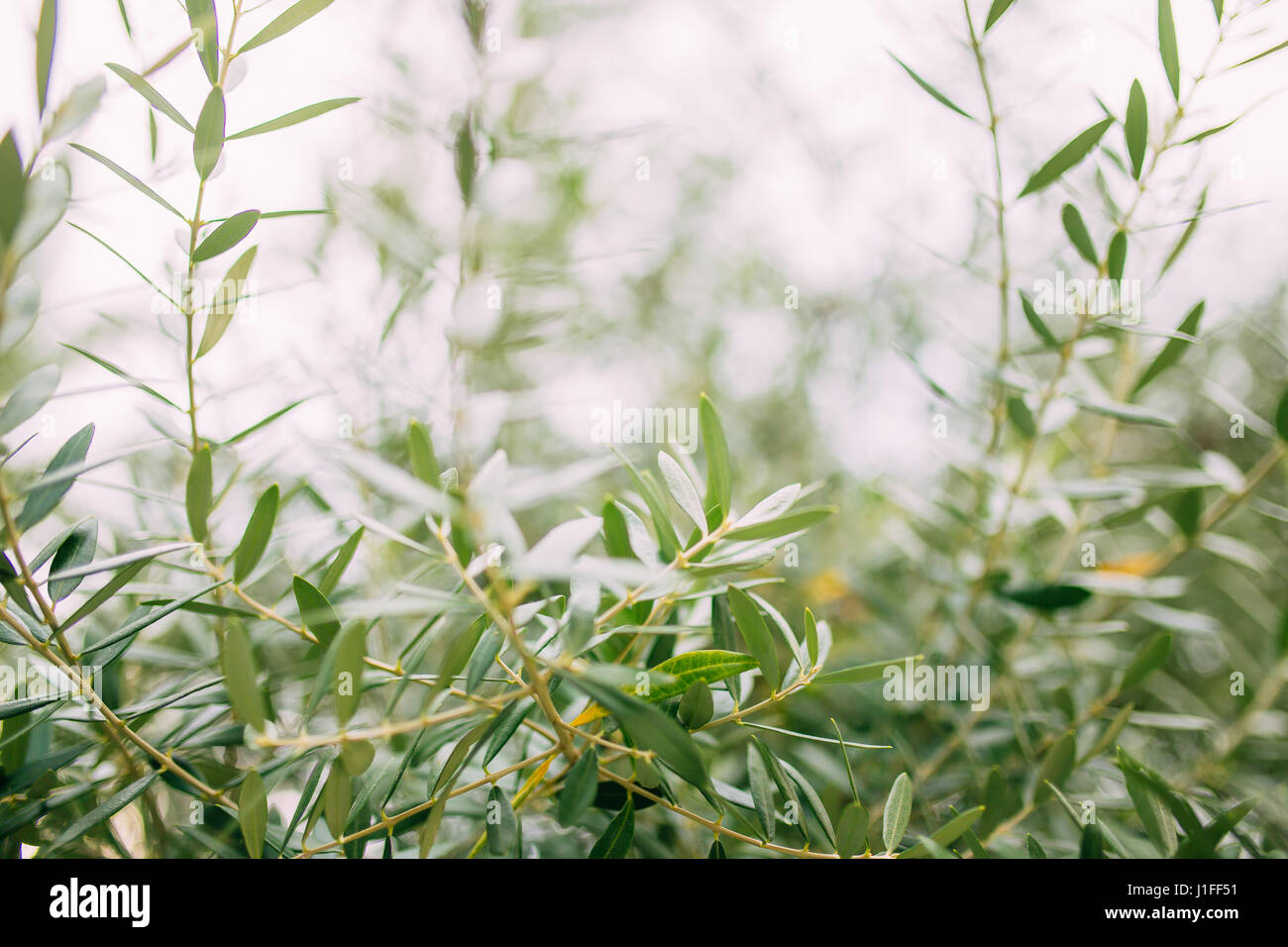 Branches and leaves of an olive tree in an olive grove Stock Photo - Alamy