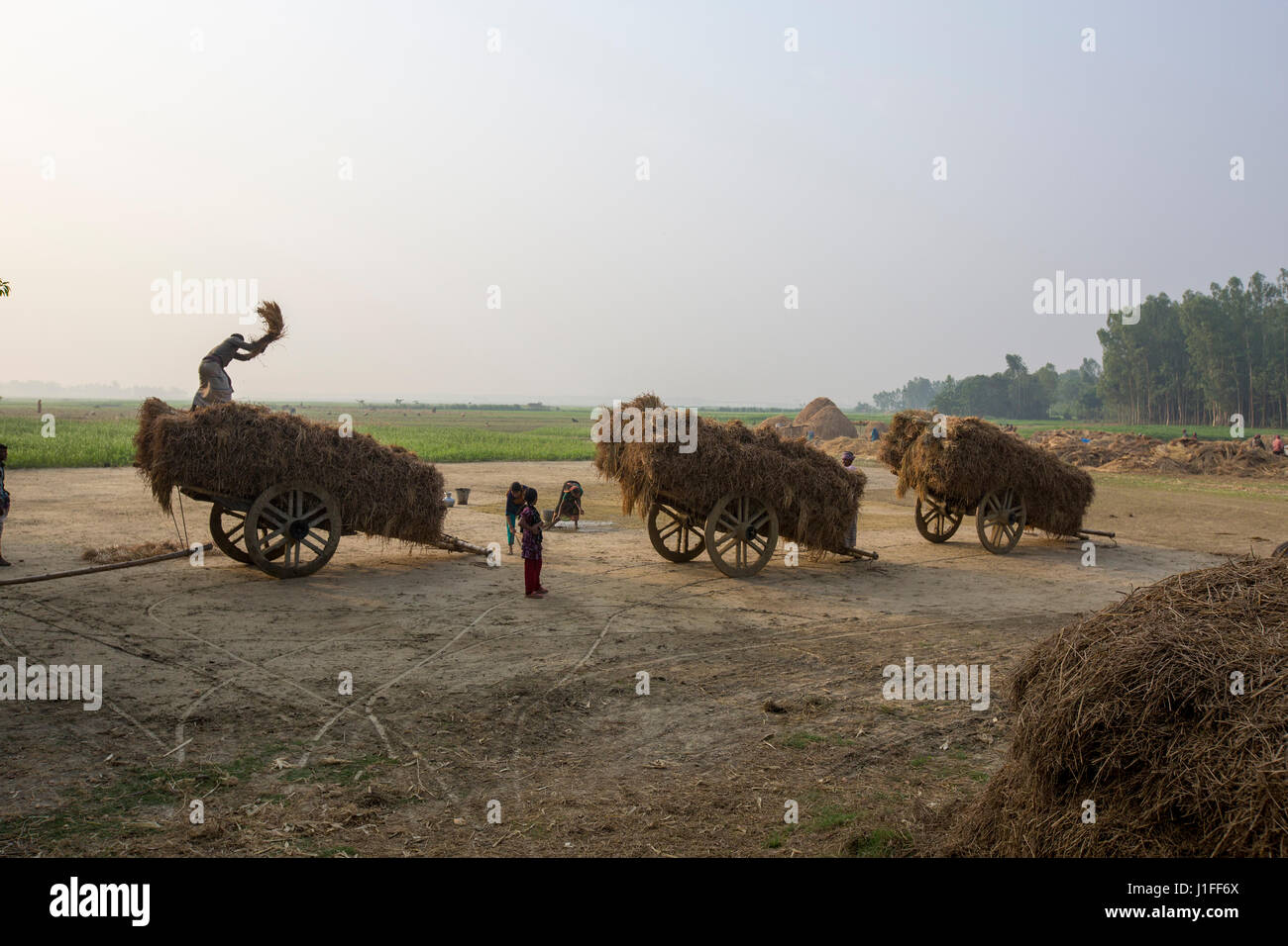 Farmers unload paddy stalks from the buffalo carts at Chalanbeel ...