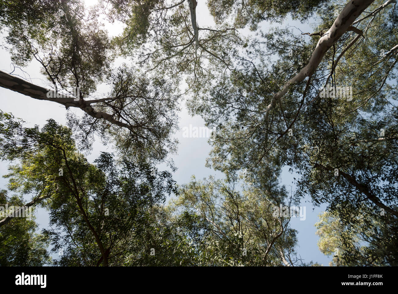 Looking up at trees Stock Photo - Alamy
