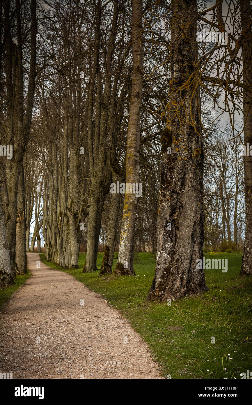 Walking path with no people leading further into the forest Stock Photo ...