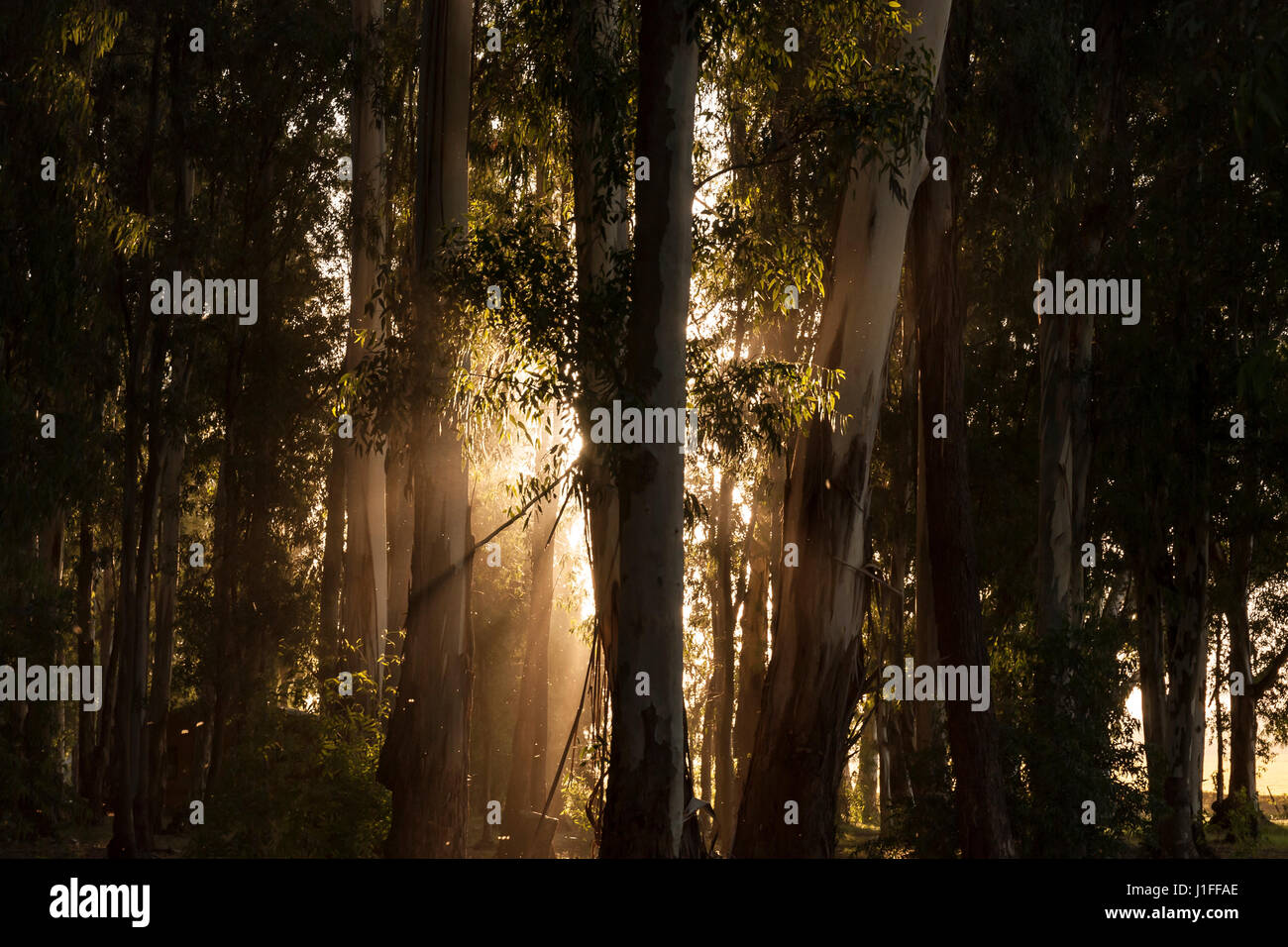 Sunset shining tree trunks hi-res stock photography and images - Alamy