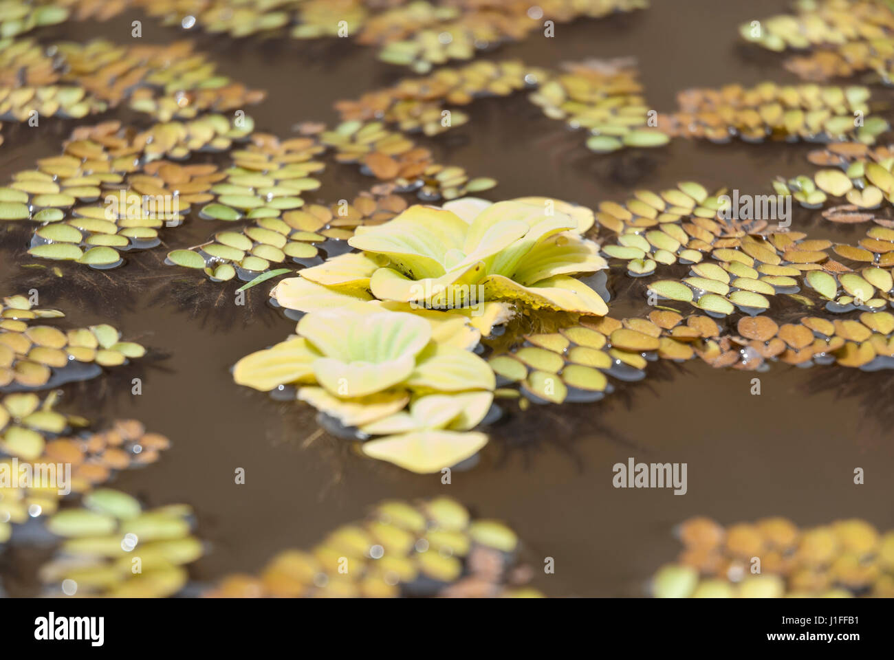Yellowish water lettuce or water cabagge (Pistia stratiotes) floating ...
