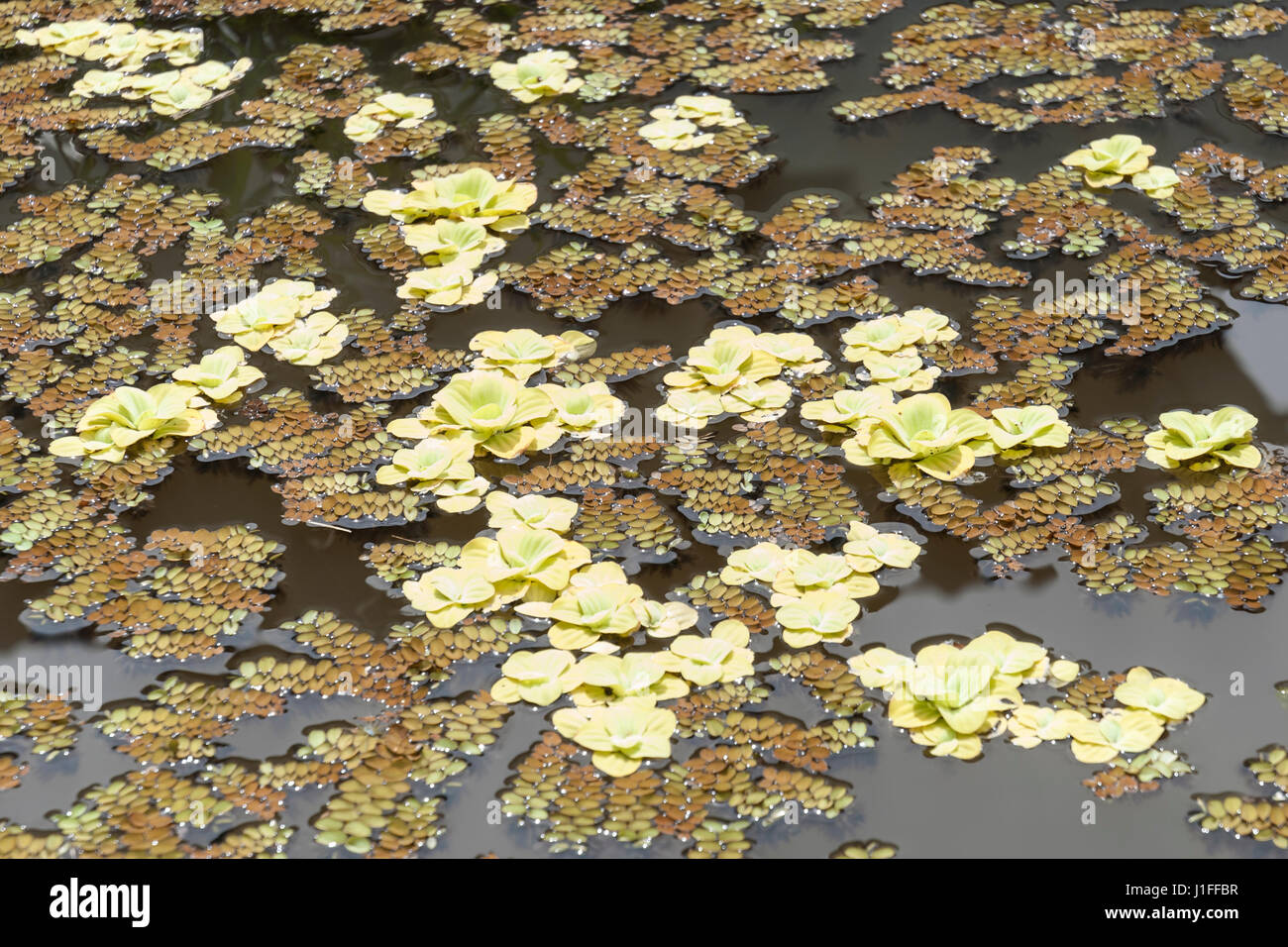 Yellowish water lettuce or water cabagge (Pistia stratiotes) floating ...
