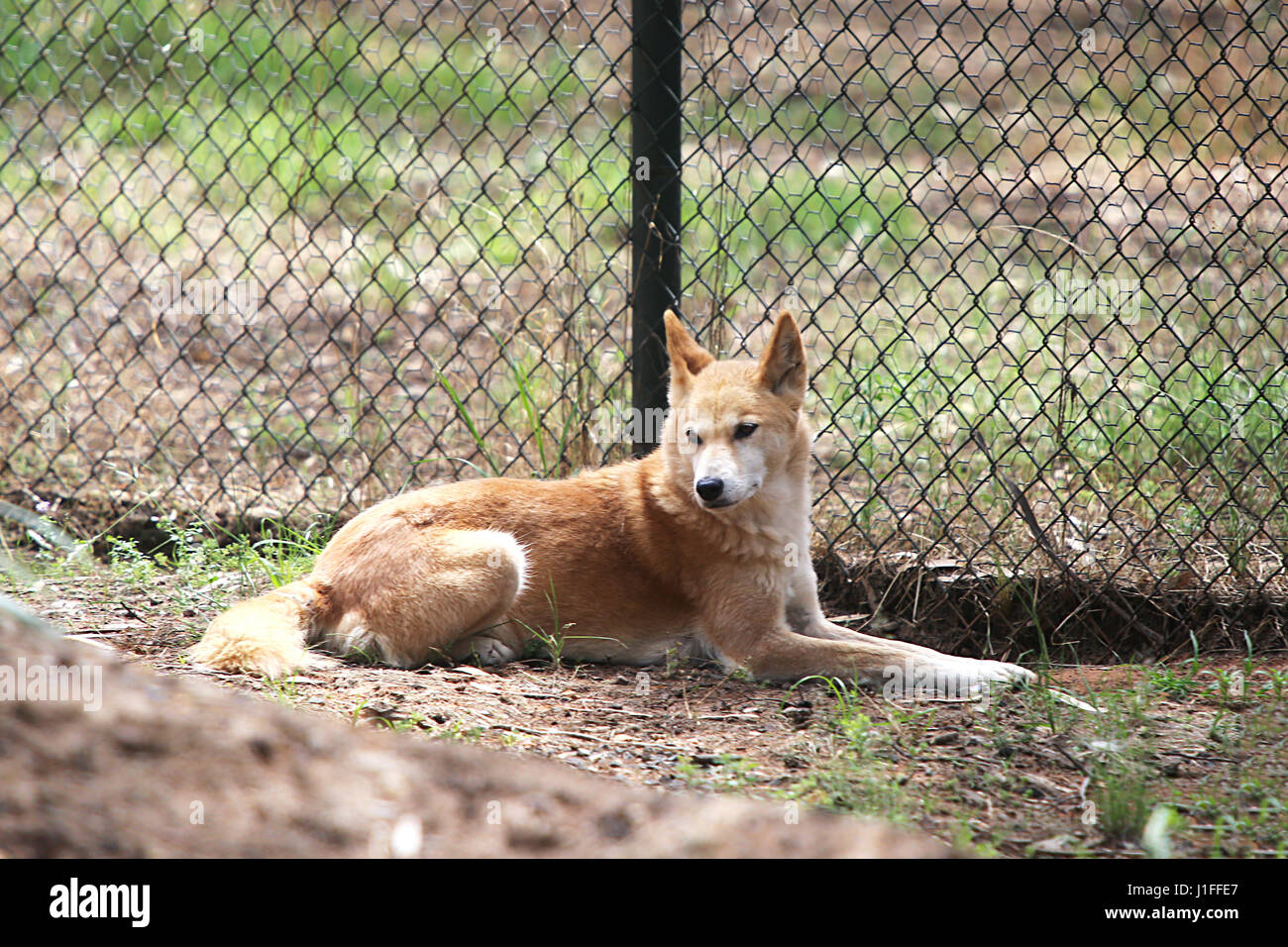DUBBO, AUSTRALIA - JANUARY 4, 2017: Dingo from Taronga Western Plains ...