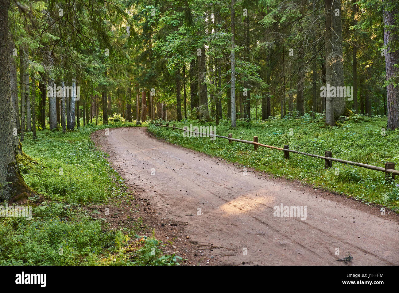 Forest road in pine Park. Лесная дорога в сосновом парке. Favorite ...