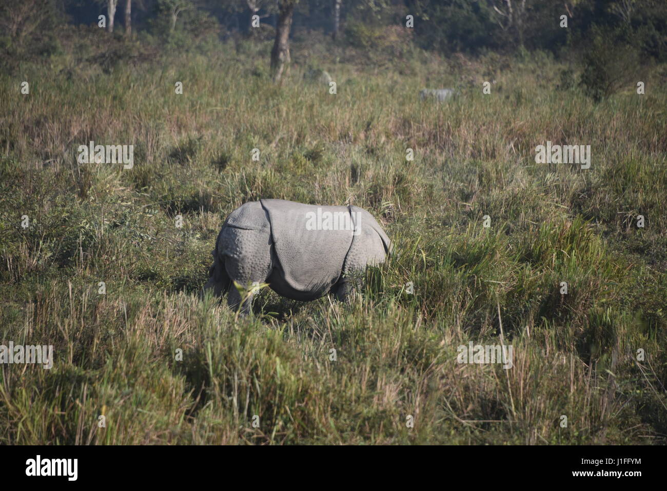 Three horned Rhino in kaziranga national parl, india. Kaziranga ...