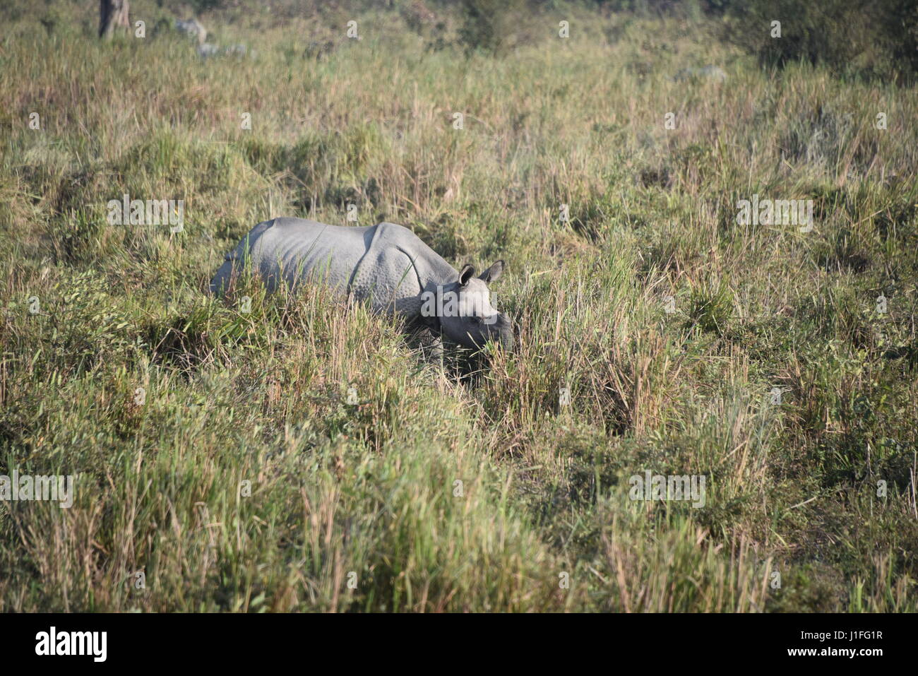 Three horned Rhino in kaziranga national parl, india. Kaziranga ...