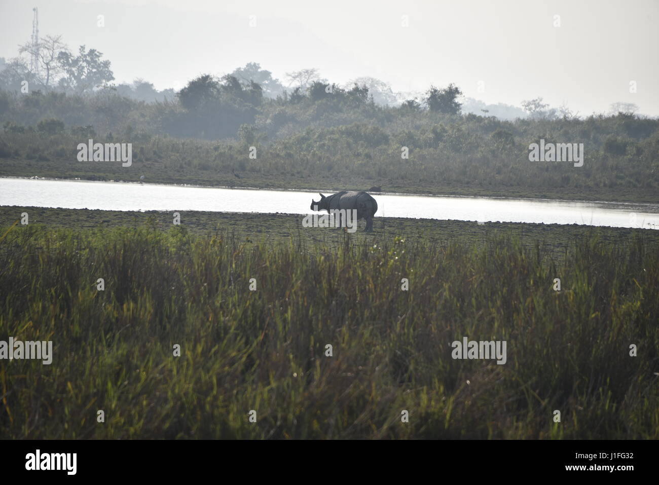Three horned Rhino in kaziranga national parl, india. Kaziranga ...