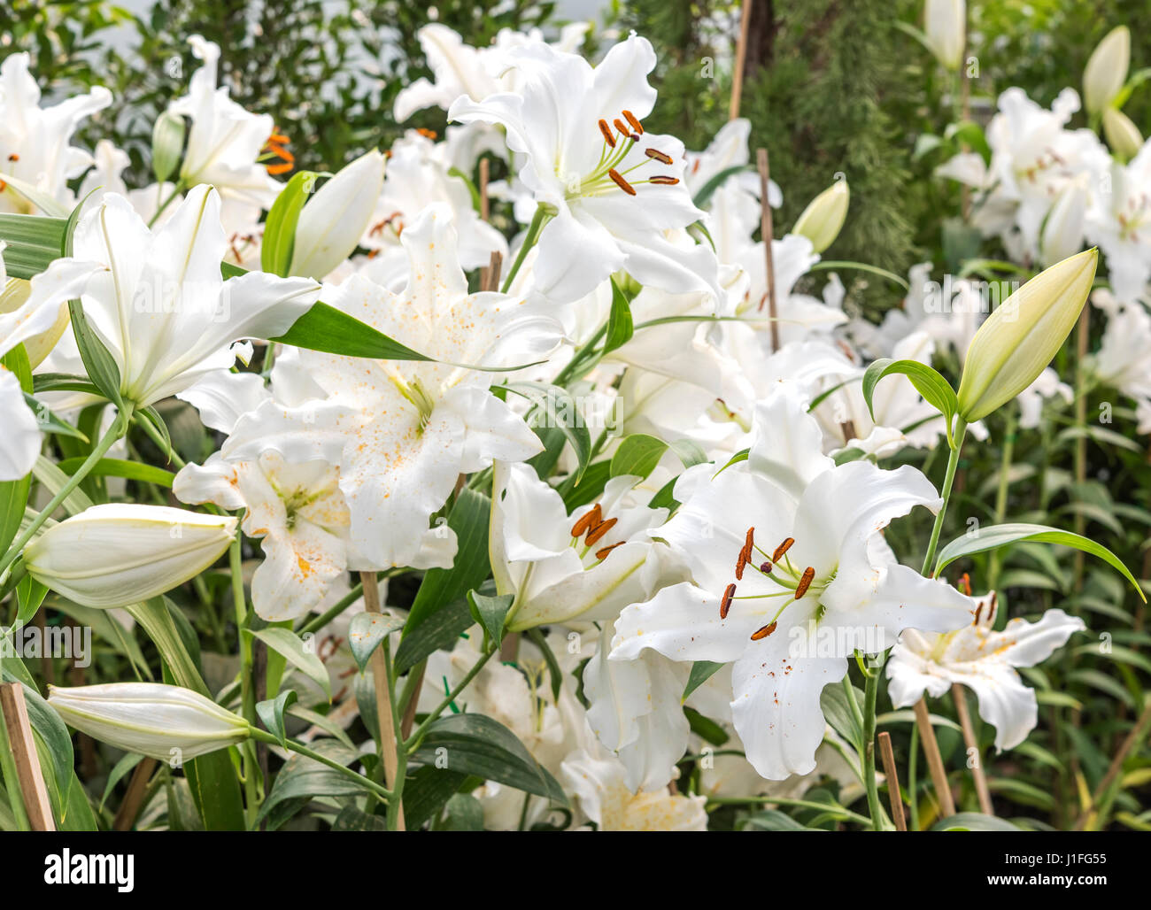 Beautiful white lily in garden field, Lilium flower Section Archelirion ...