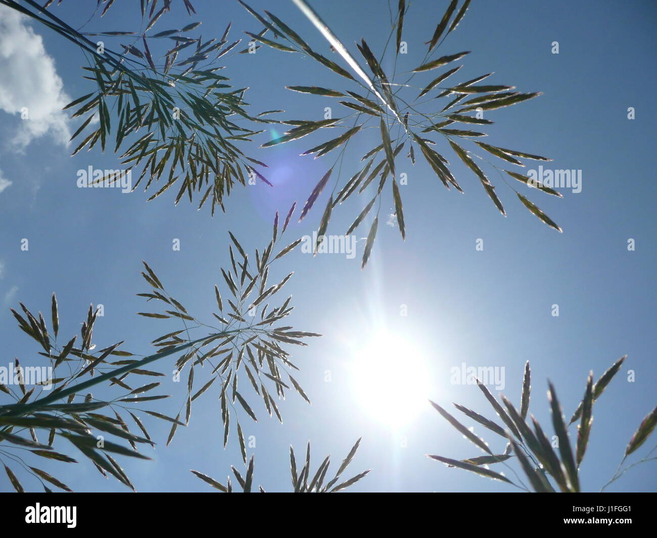 Grassland sun midday hi-res stock photography and images - Alamy