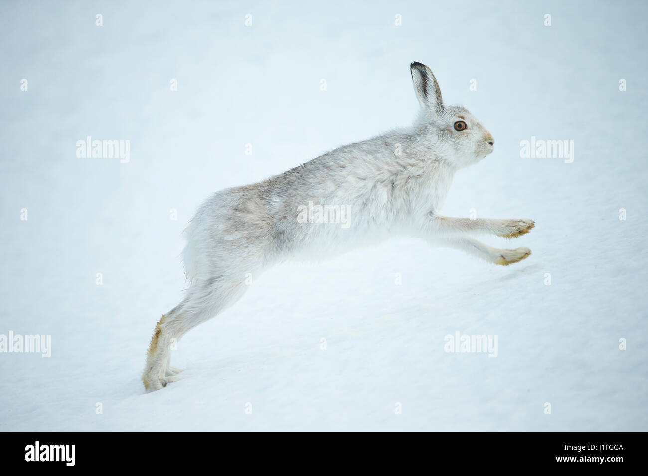 Mountain hare snow uk hi-res stock photography and images - Alamy
