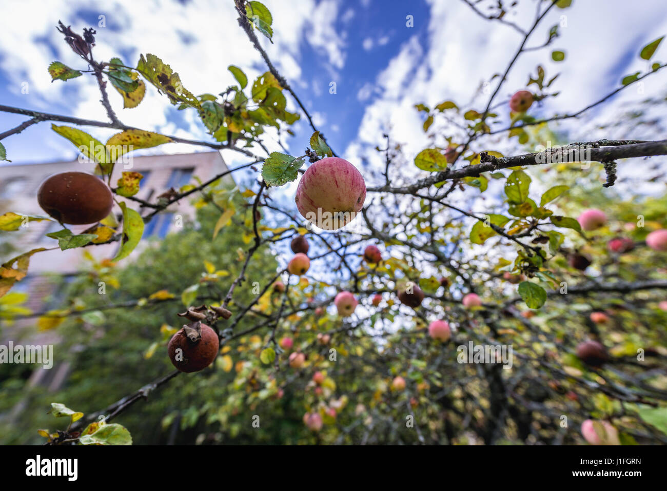 Apples in Chernobyl-2 military base, Chernobyl Nuclear Power Plant Zone ...