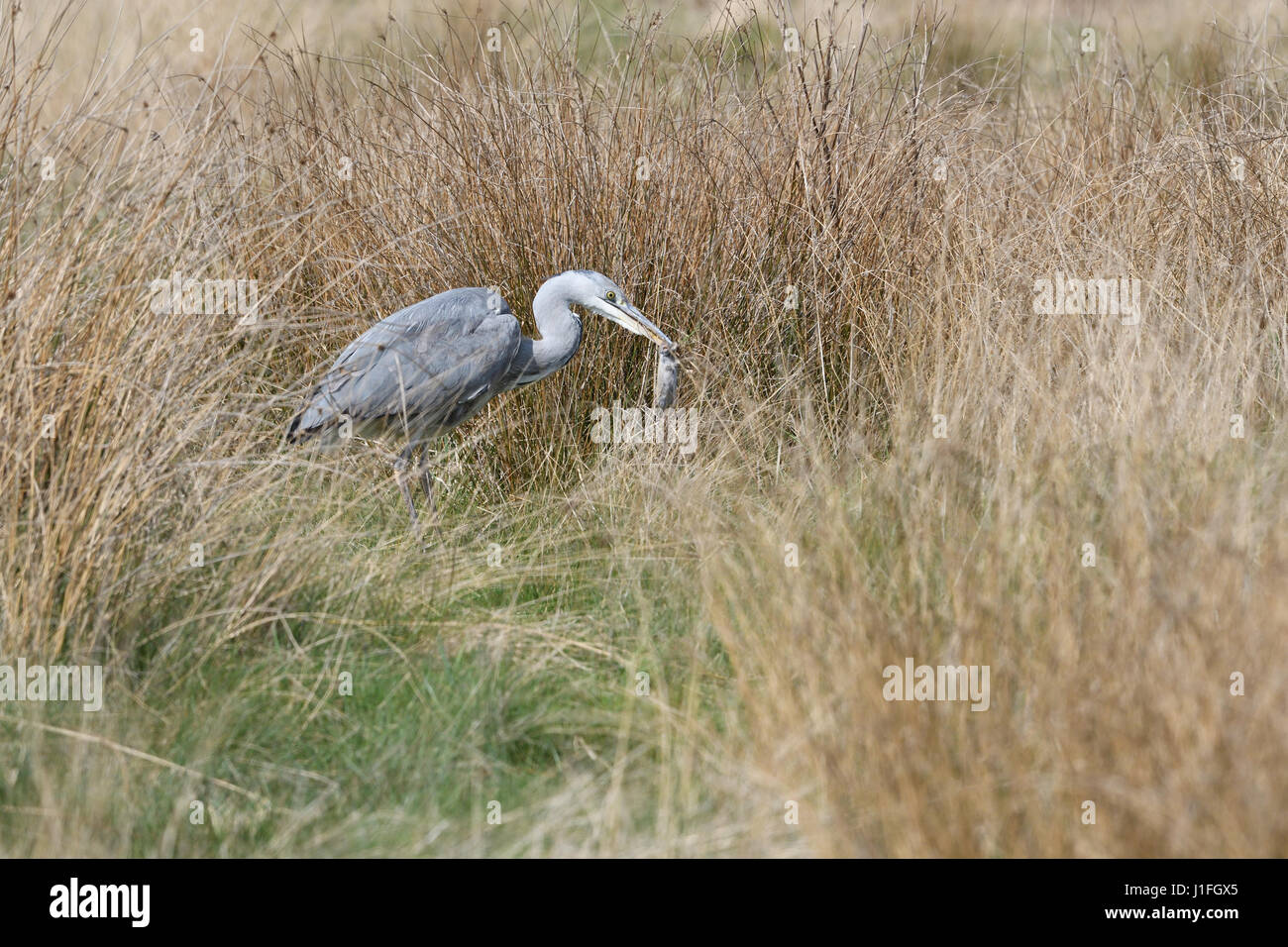 Blue crane bird eating hi-res stock photography and images - Alamy