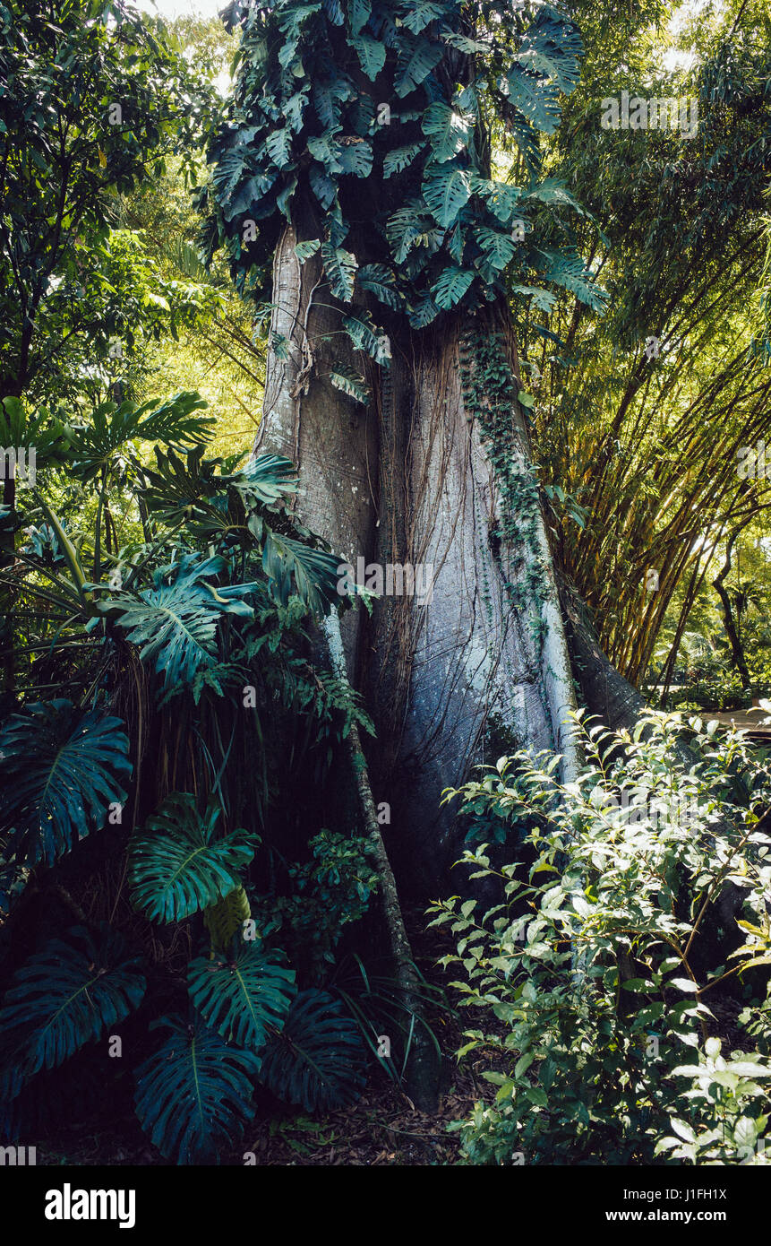 Giant tree in tropical rainforest close to Belém, Pará, Brazil Stock ...
