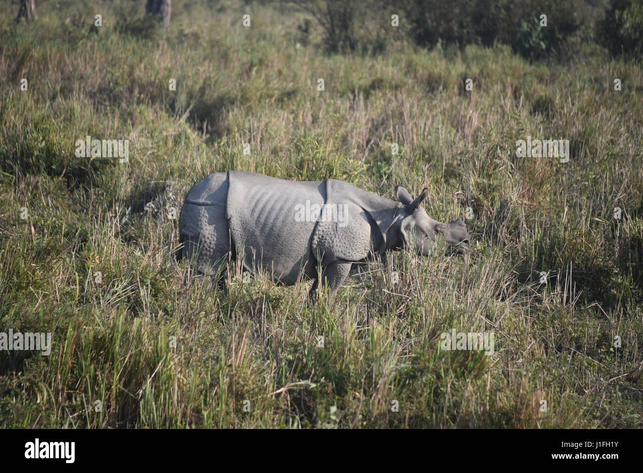 Three horned Rhino in kaziranga national parl, india. Kaziranga ...