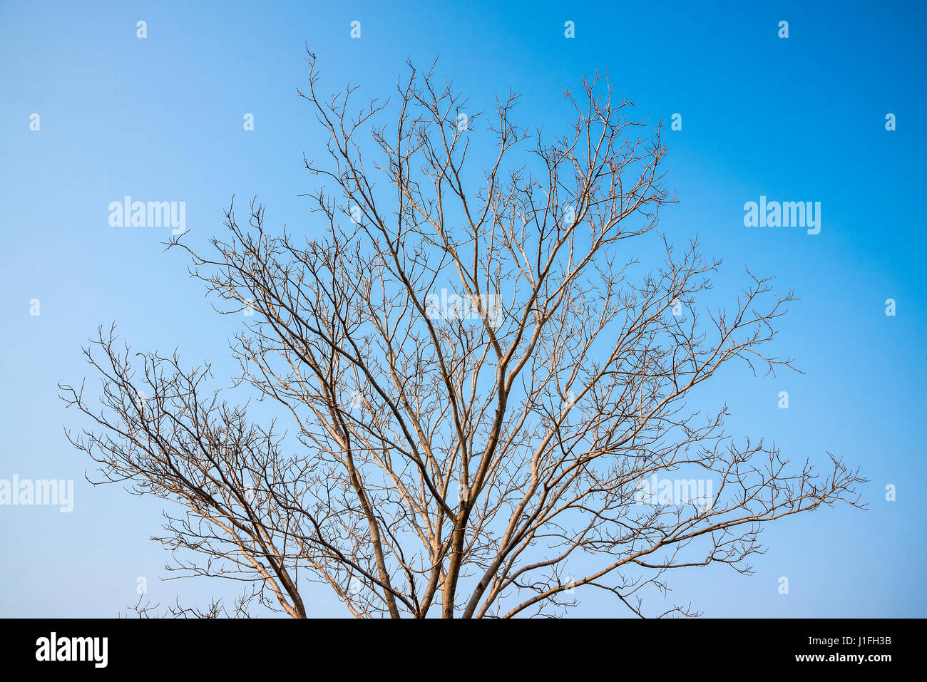 dry tree on blue sky background Stock Photo - Alamy