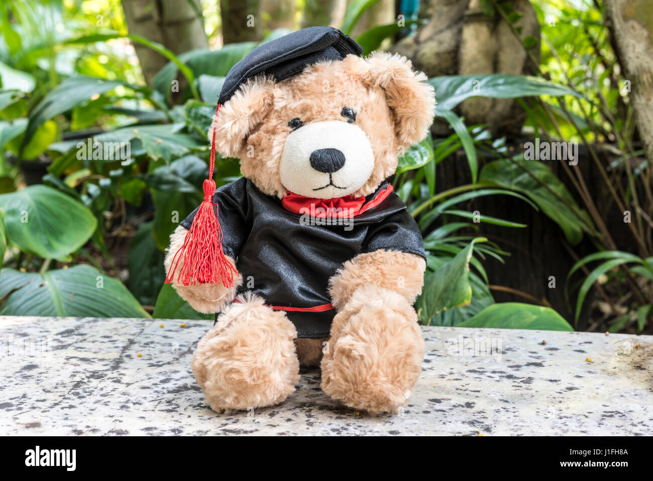 teddy bear with graduation gown on garden background, congratulations ...