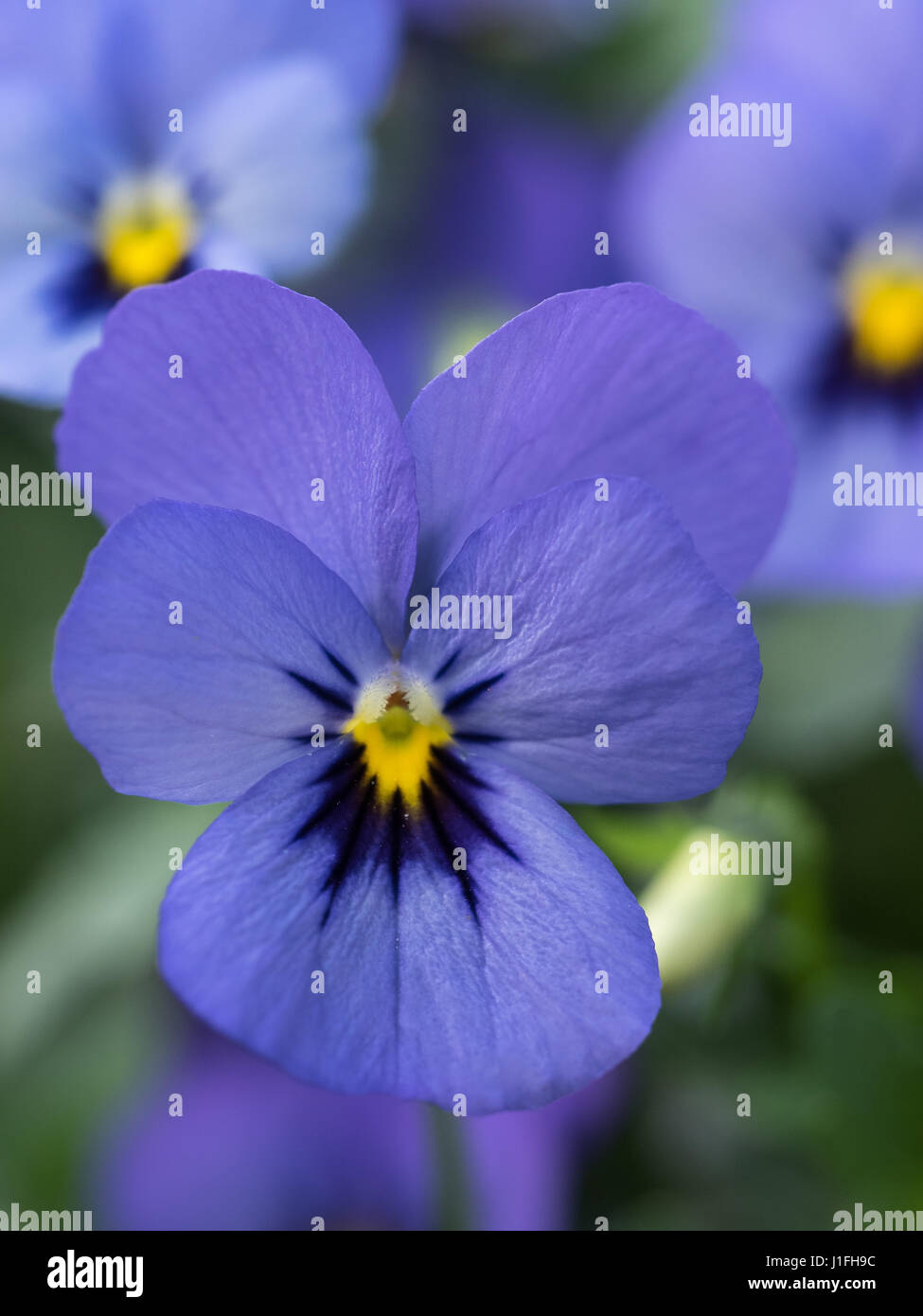 Horned violet hi-res stock photography and images - Alamy